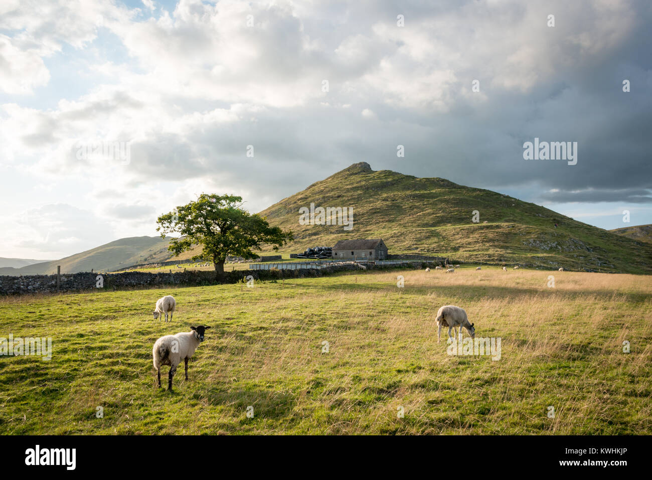 Thorpe Cloud hill in Dovedale on the Derbyshire/Staffordshire border ...