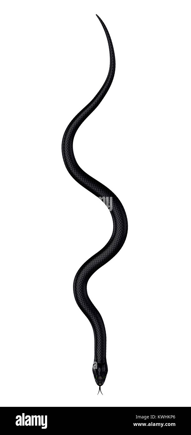 Black Snake isolated on White Background Stock Photo - Alamy