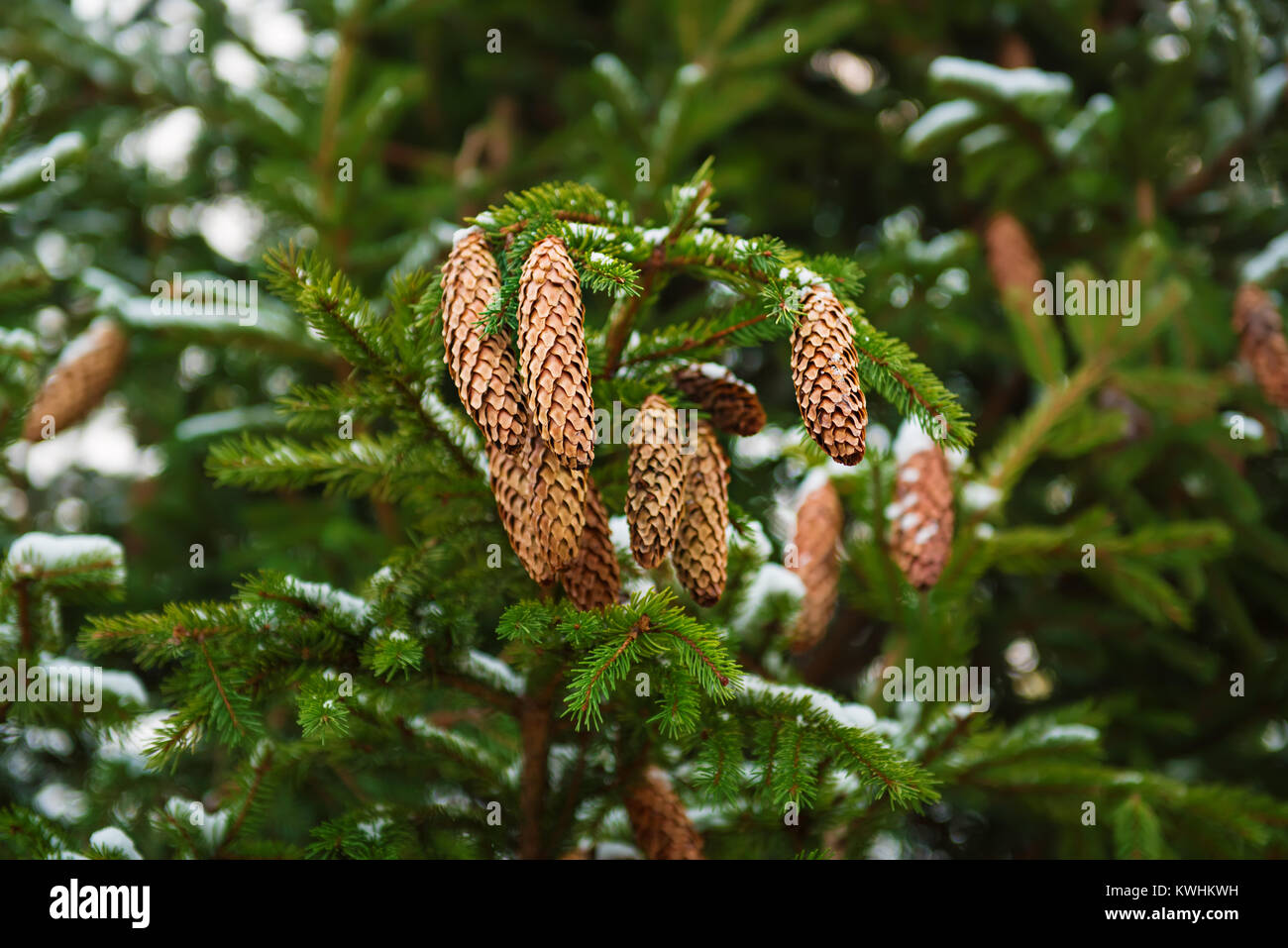 Firtree branches hi-res stock photography and images - Alamy