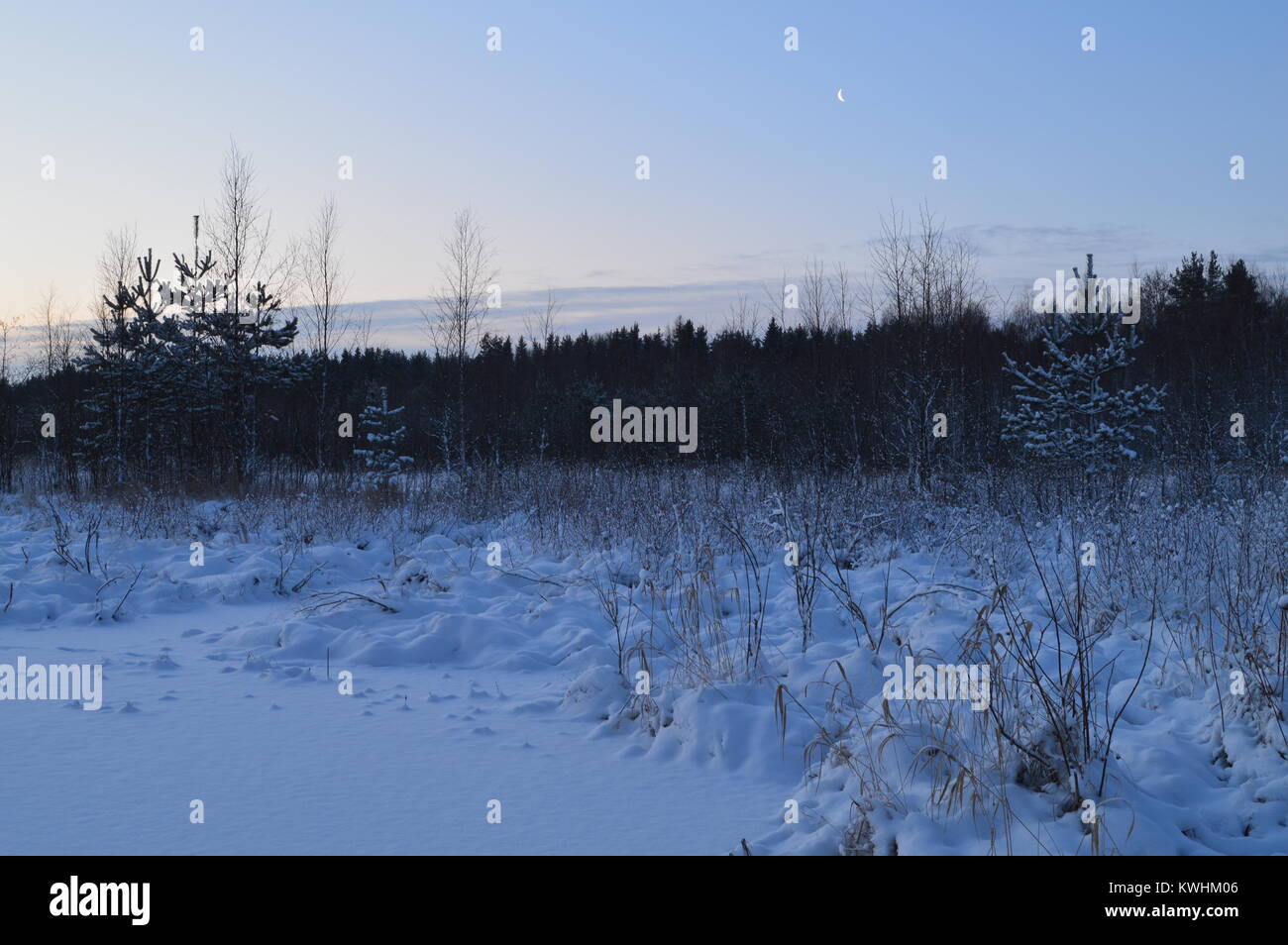 Moon Night Sky Forest High Resolution Stock Photography and Images - Alamy