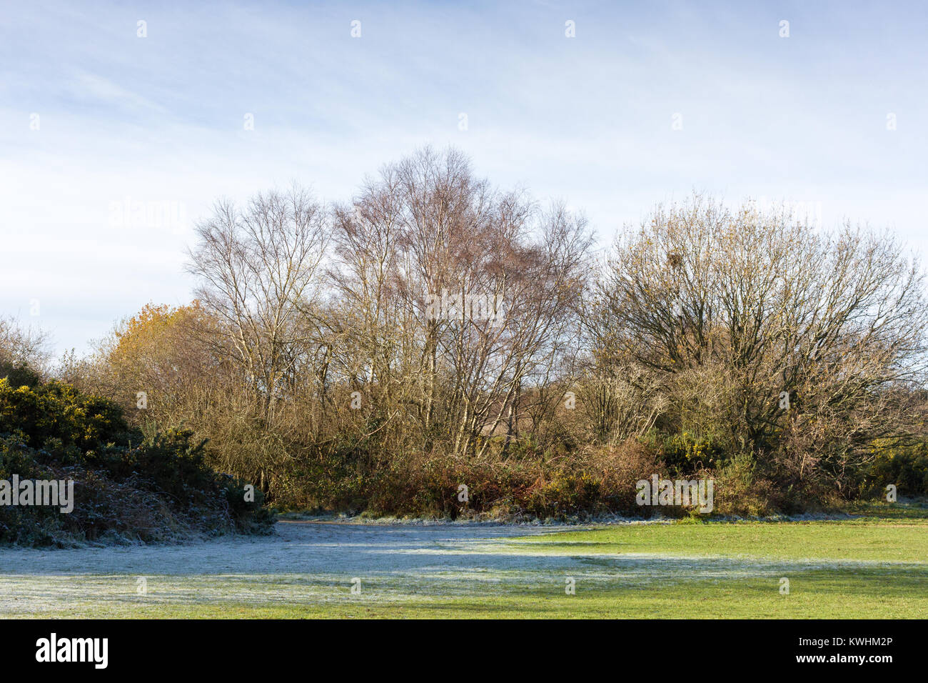 Winter landscape on a sunny frosty morning, Turbary Common, Dorset, UK ...