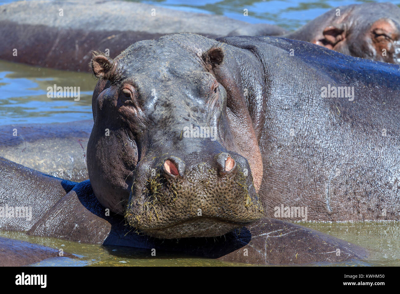 The common hippopotamus, or hippo, is a large, mostly herbivorous, semiaquatic mammal native to ...