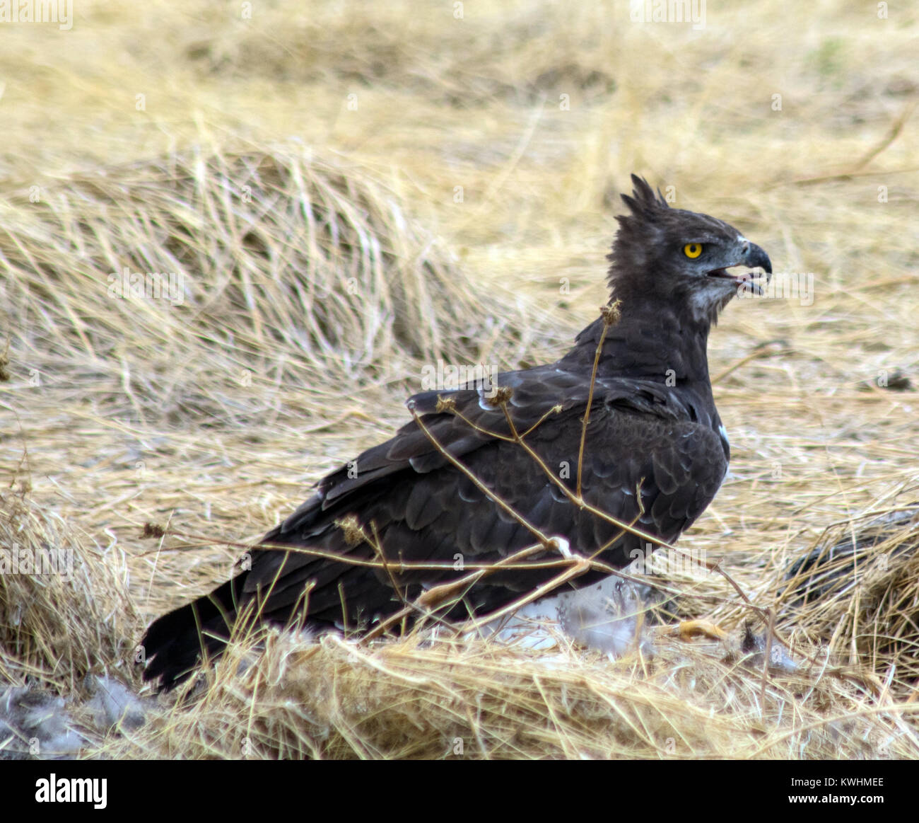 Namibia martial eagle in hi-res stock photography and images - Alamy