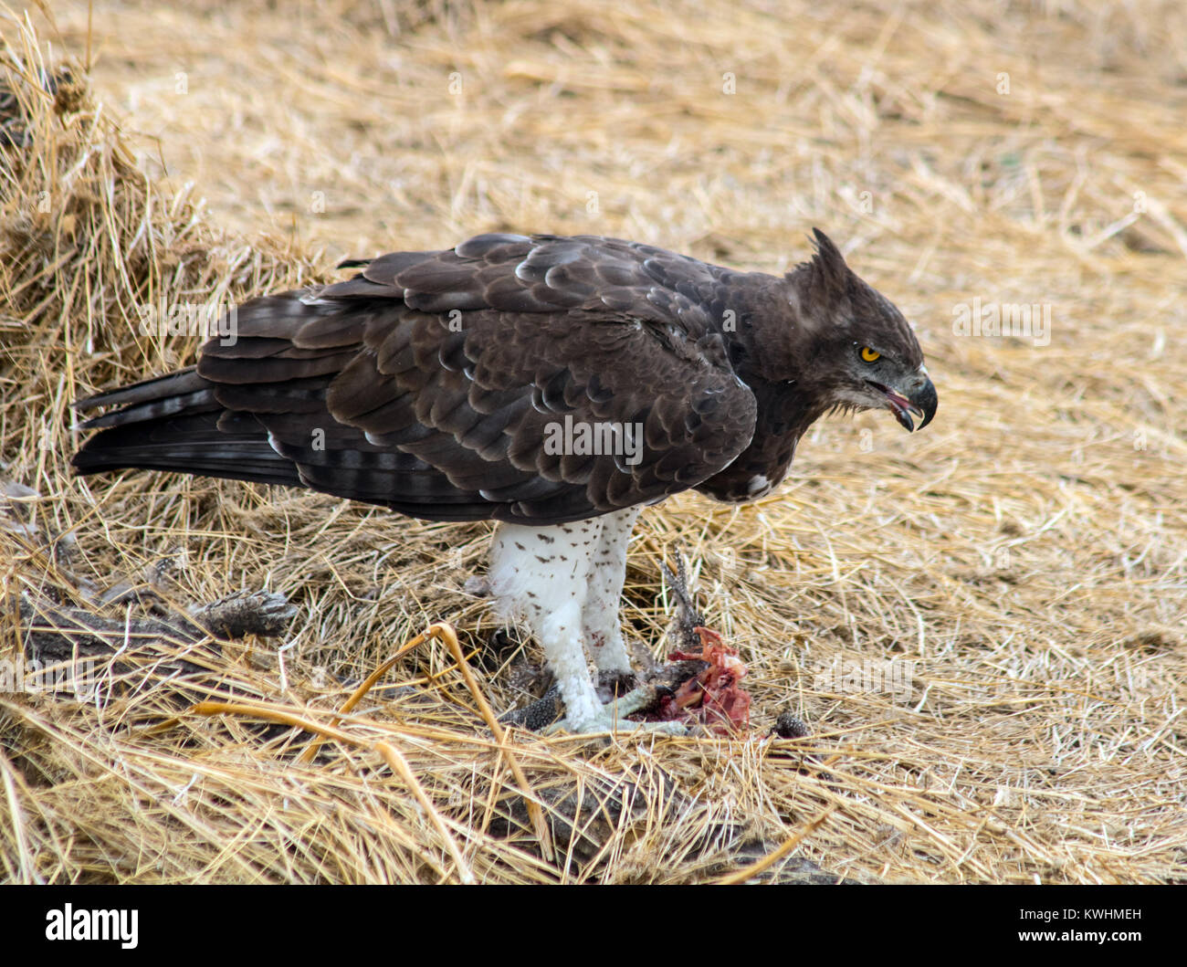 Namibia martial eagle in hi-res stock photography and images - Alamy