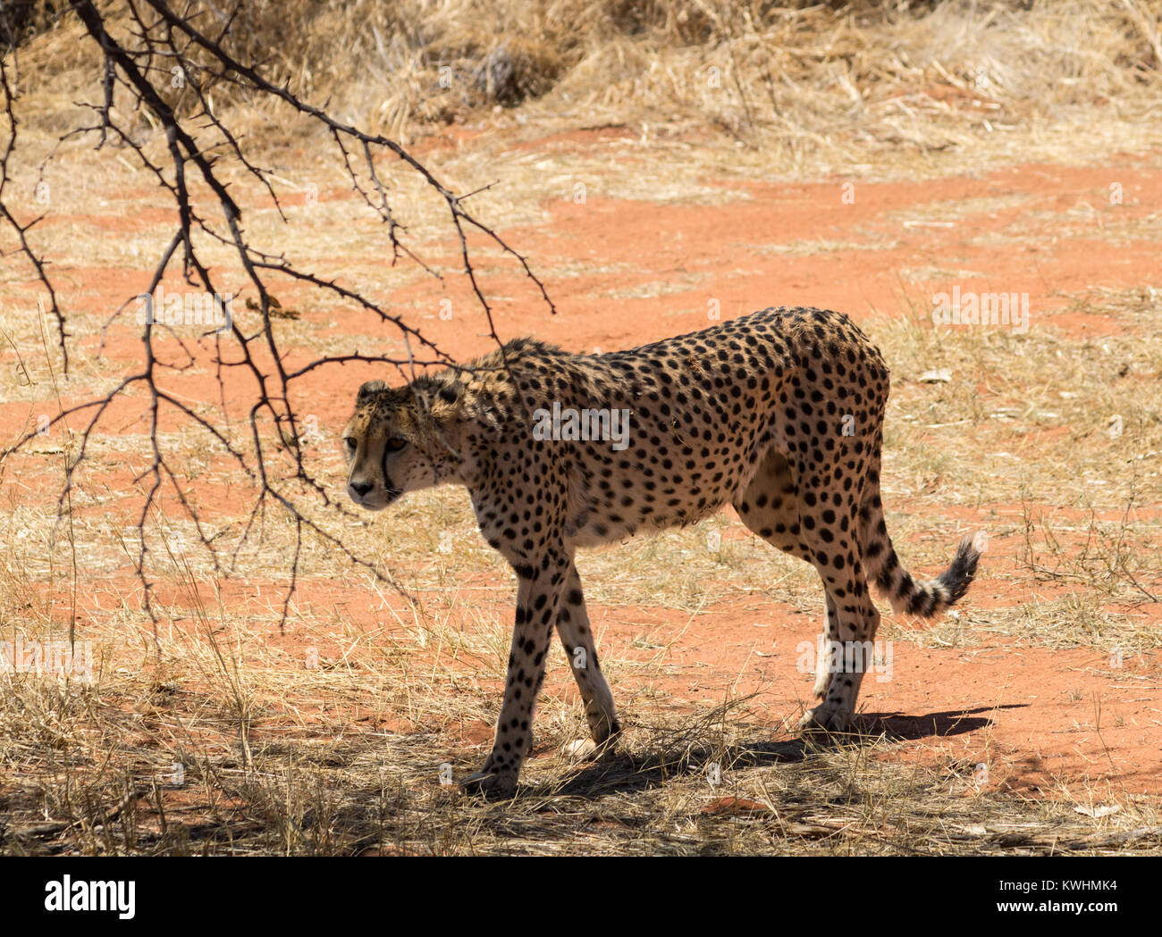 Cheetah prowling through Okonjima National Park, Namibia Stock Photo ...
