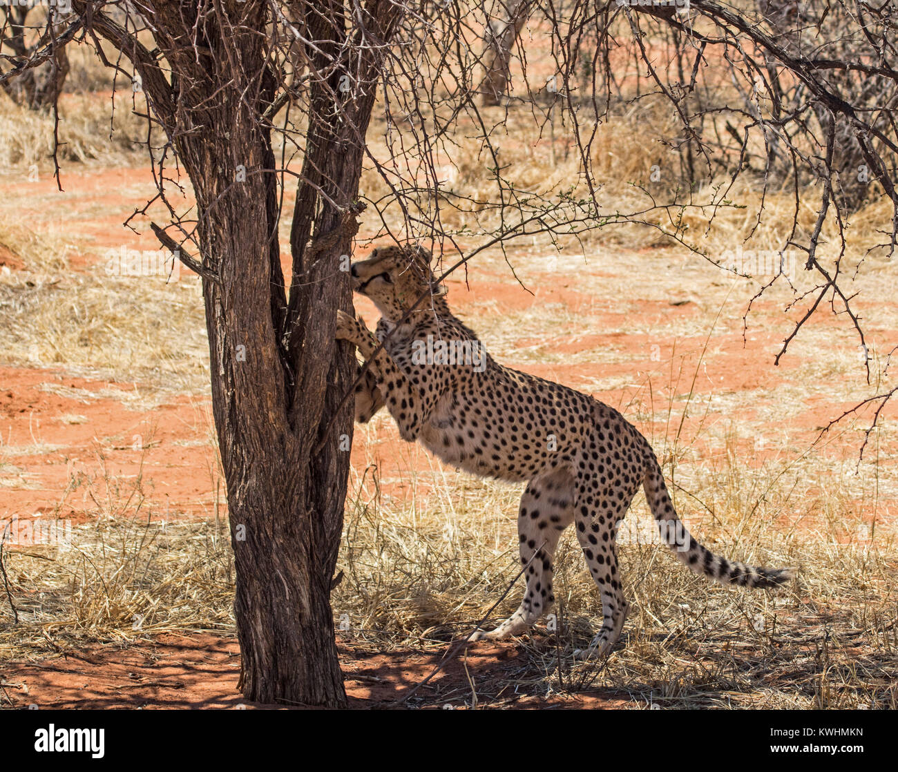 Cheetah in Okonjima National Park, Namibia, sharpening it's claws on a ...
