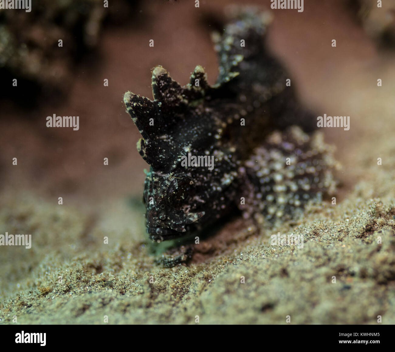 Spiny waspfish on the ocean floor Stock Photo - Alamy