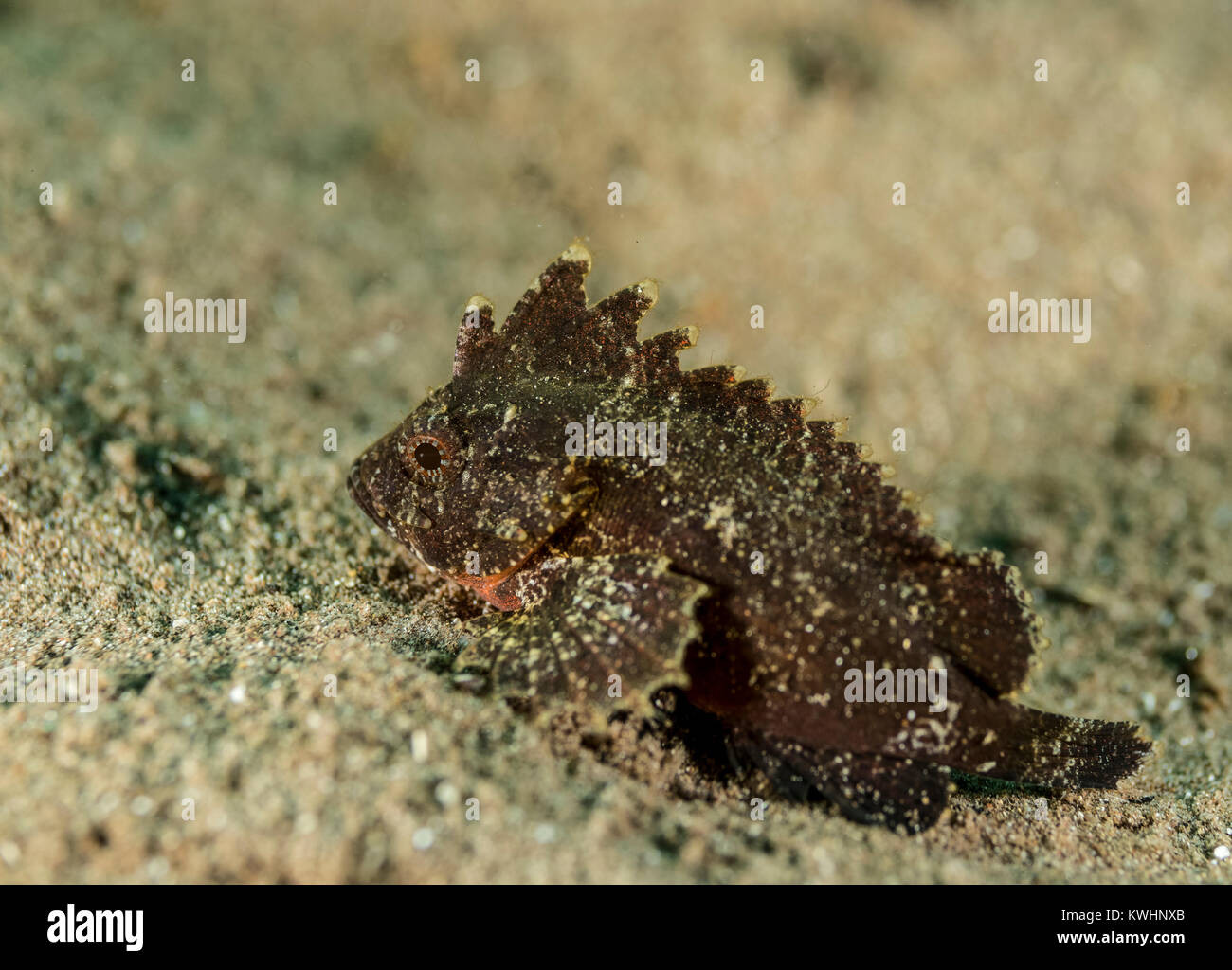 Waspfish hi-res stock photography and images - Alamy