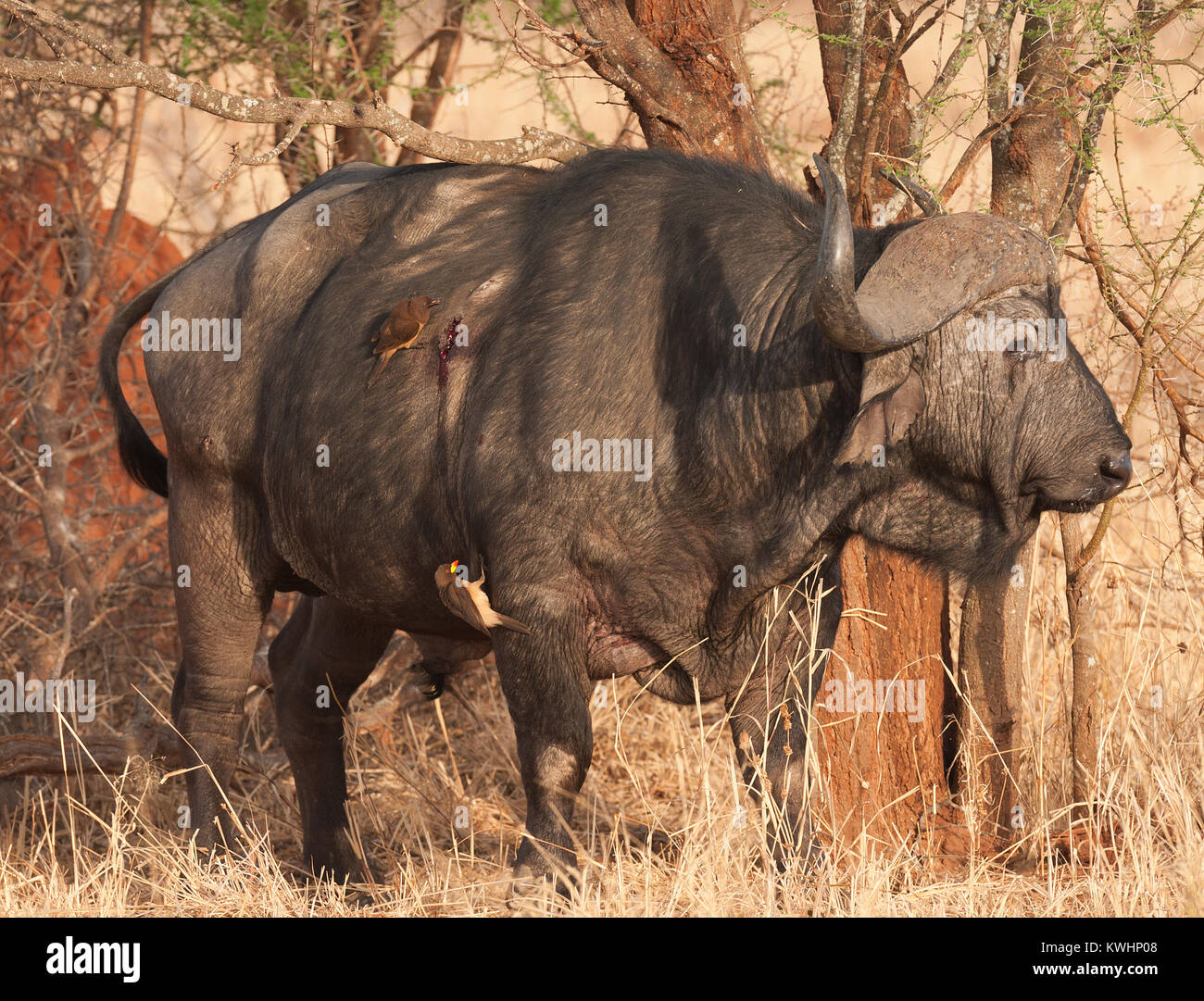 Red-billed Oxpeckers drinking the blood of a Cape Buffalo with a wound ...