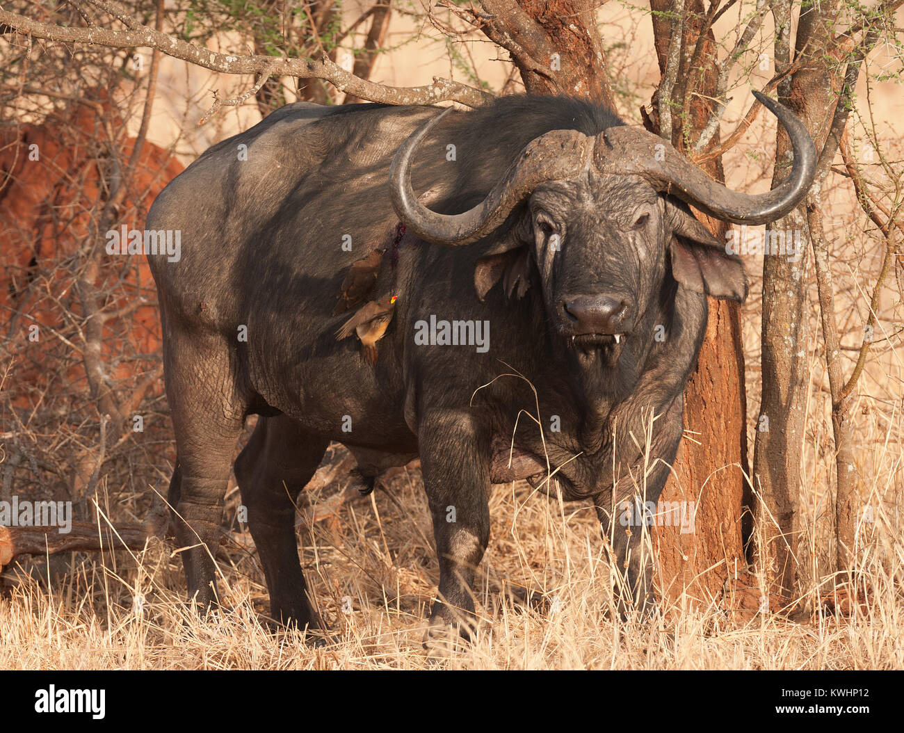 Buffalo blood hi-res stock photography and images - Alamy