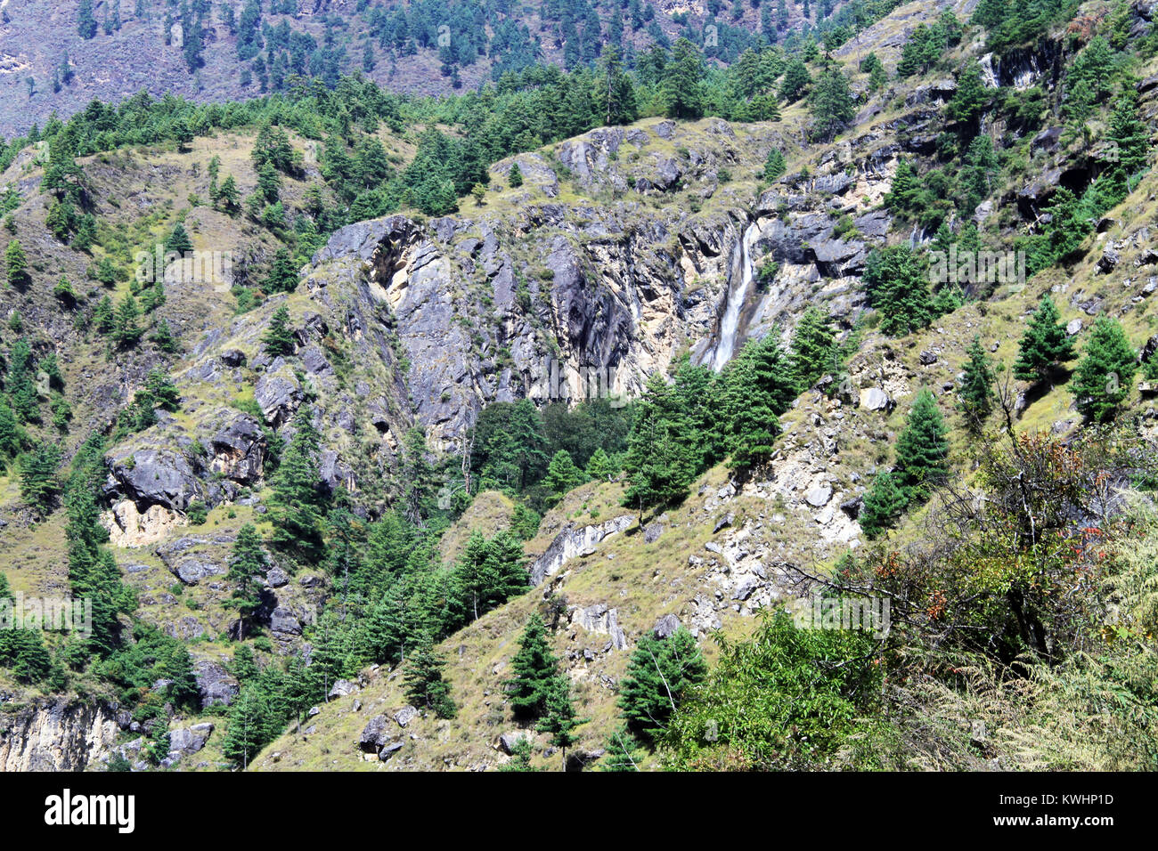 Pine trees and rocks in mountain in Nepal Stock Photo - Alamy