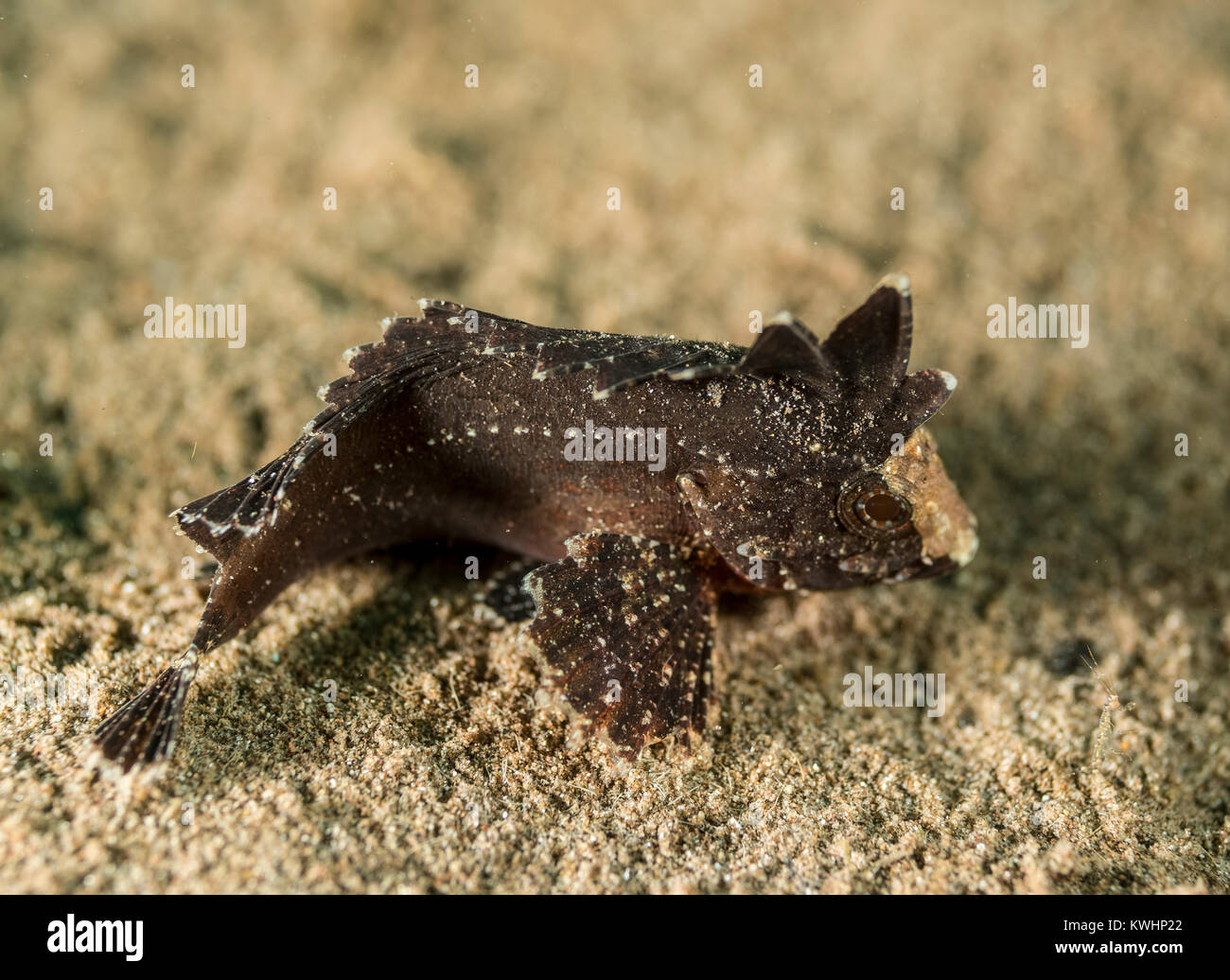 Spiny waspfish on the ocean floor Stock Photo - Alamy