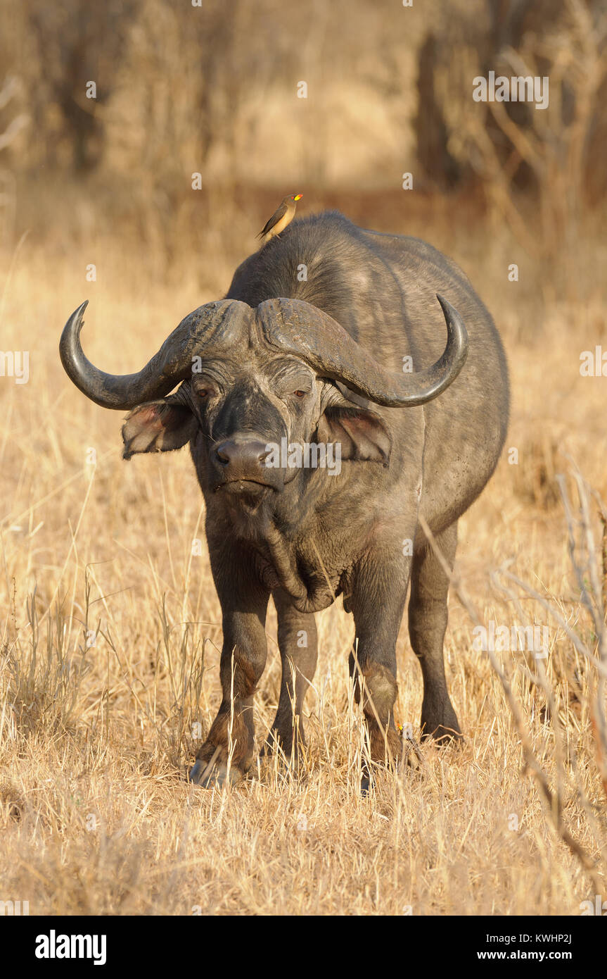Oxpeckers on back of cape buffalo hi-res stock photography and images ...