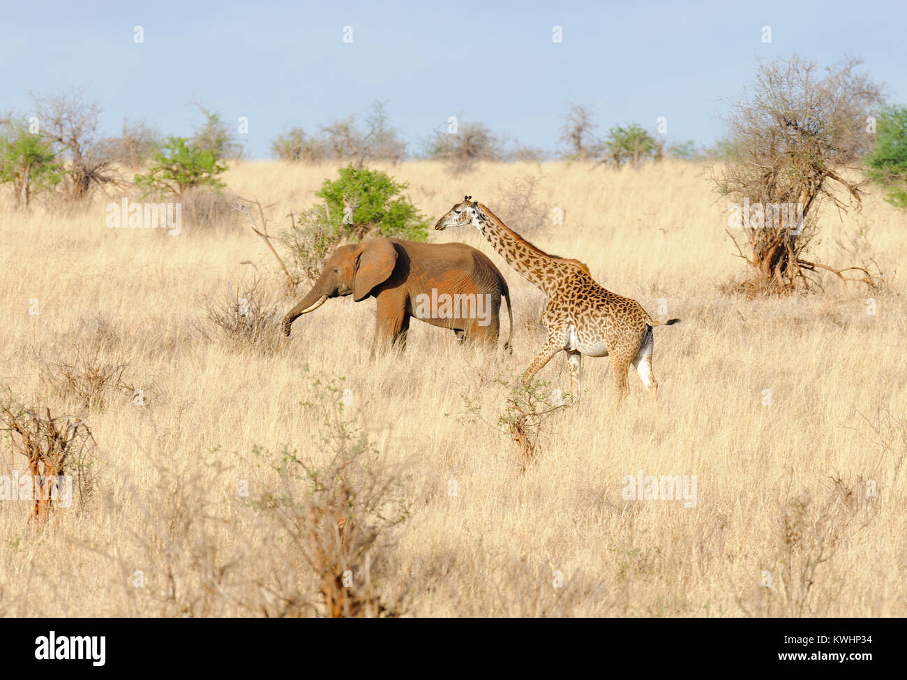 African elephant loxodonta africana giraffe hi-res stock photography ...