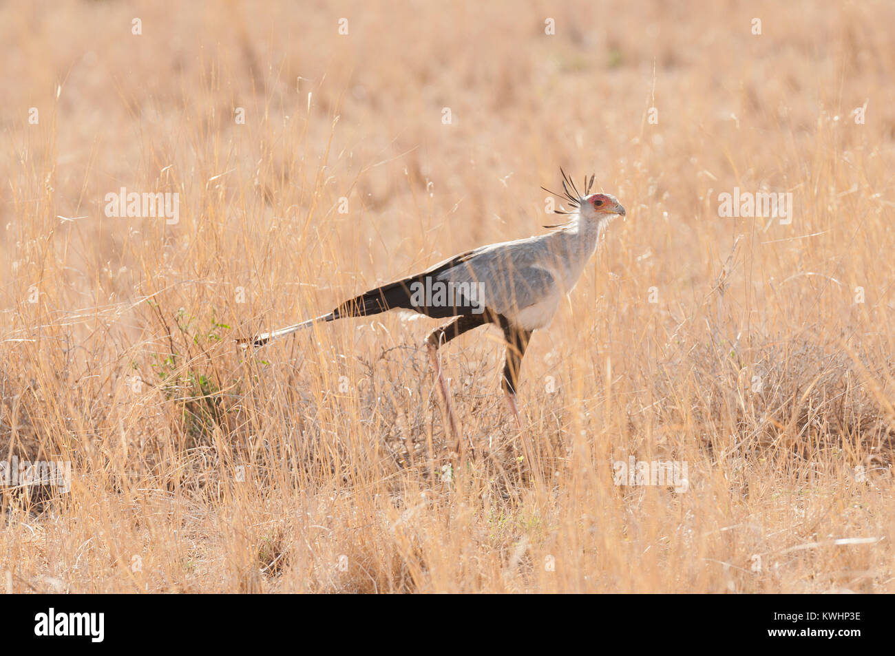 Secretarybird (Sagittarius serpentarius) in Tarangire National Park ...