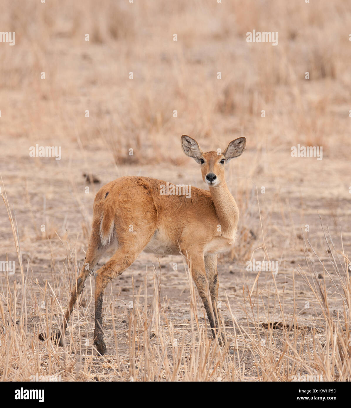 Closeup of female Reedbuck (scientific name: Redunca redunca, or "Tohe ...