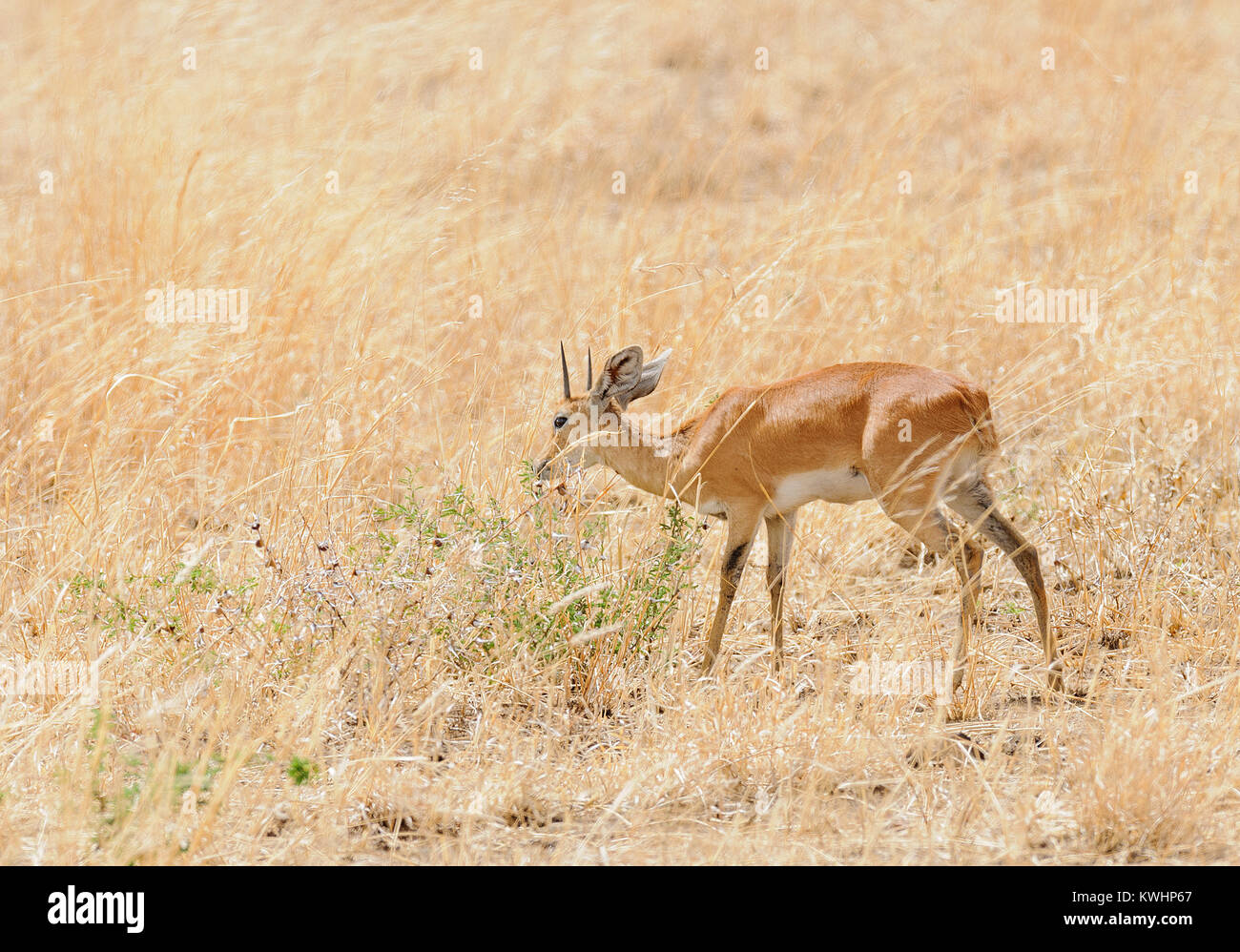 Closeup of Steenbok (scientific name: Raphicerus campestris , or "Funo ...