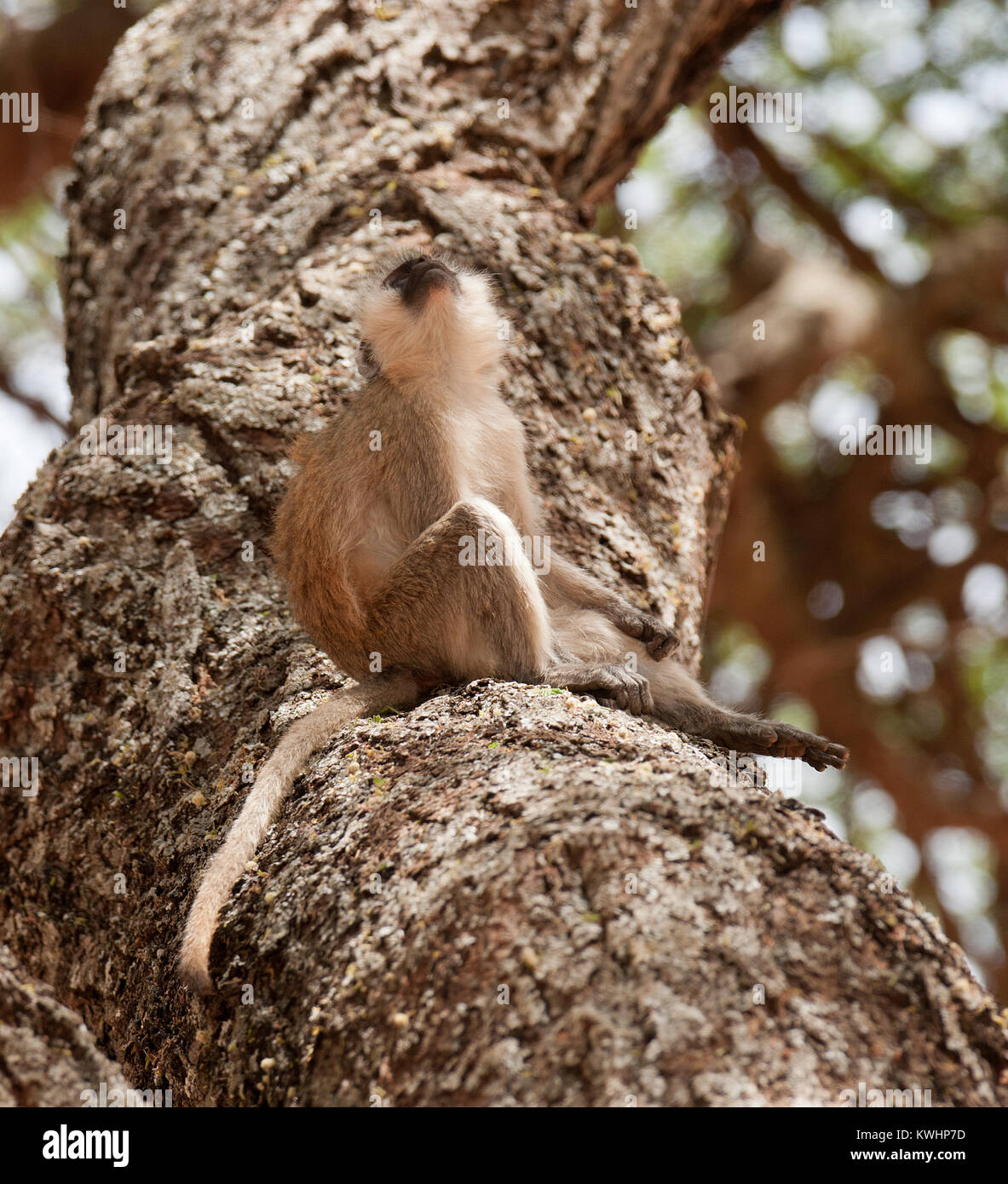 Monkey family at safari park hi-res stock photography and images - Alamy