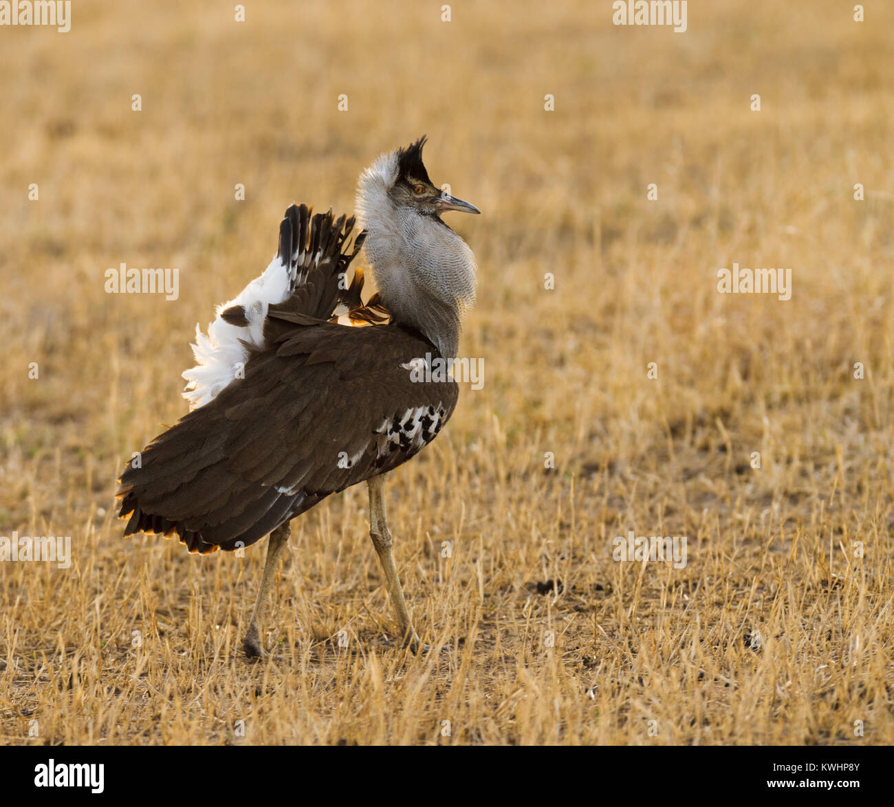 Portrait of a male Kori Bustard (Ardeotis kori struthiunculus ...