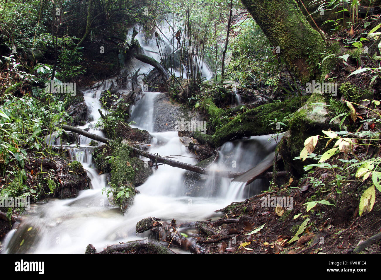 Small river in the autumn forest in Nepal Stock Photo - Alamy