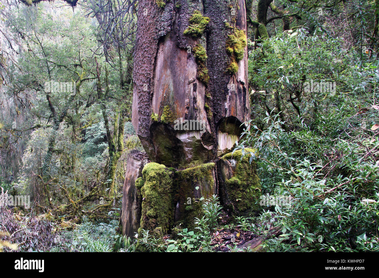 Nepal tree leaves autumn hi-res stock photography and images - Alamy