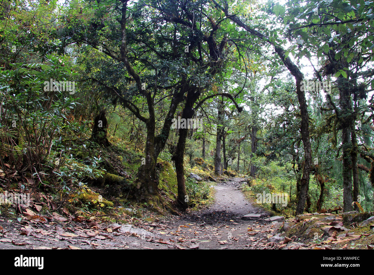 Nepal tree leaves autumn hi-res stock photography and images - Alamy