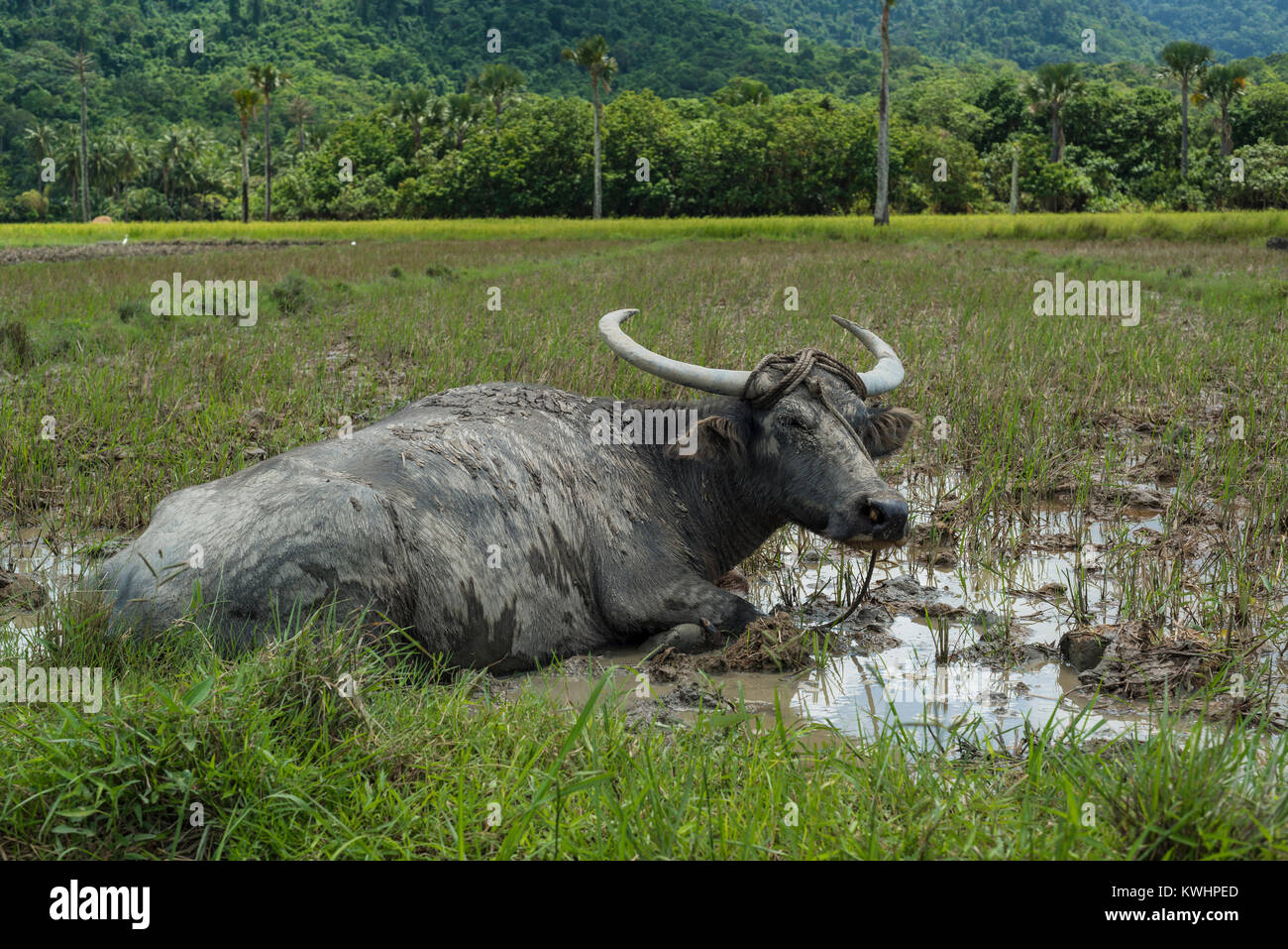 Carabao buffalo hi-res stock photography and images - Alamy
