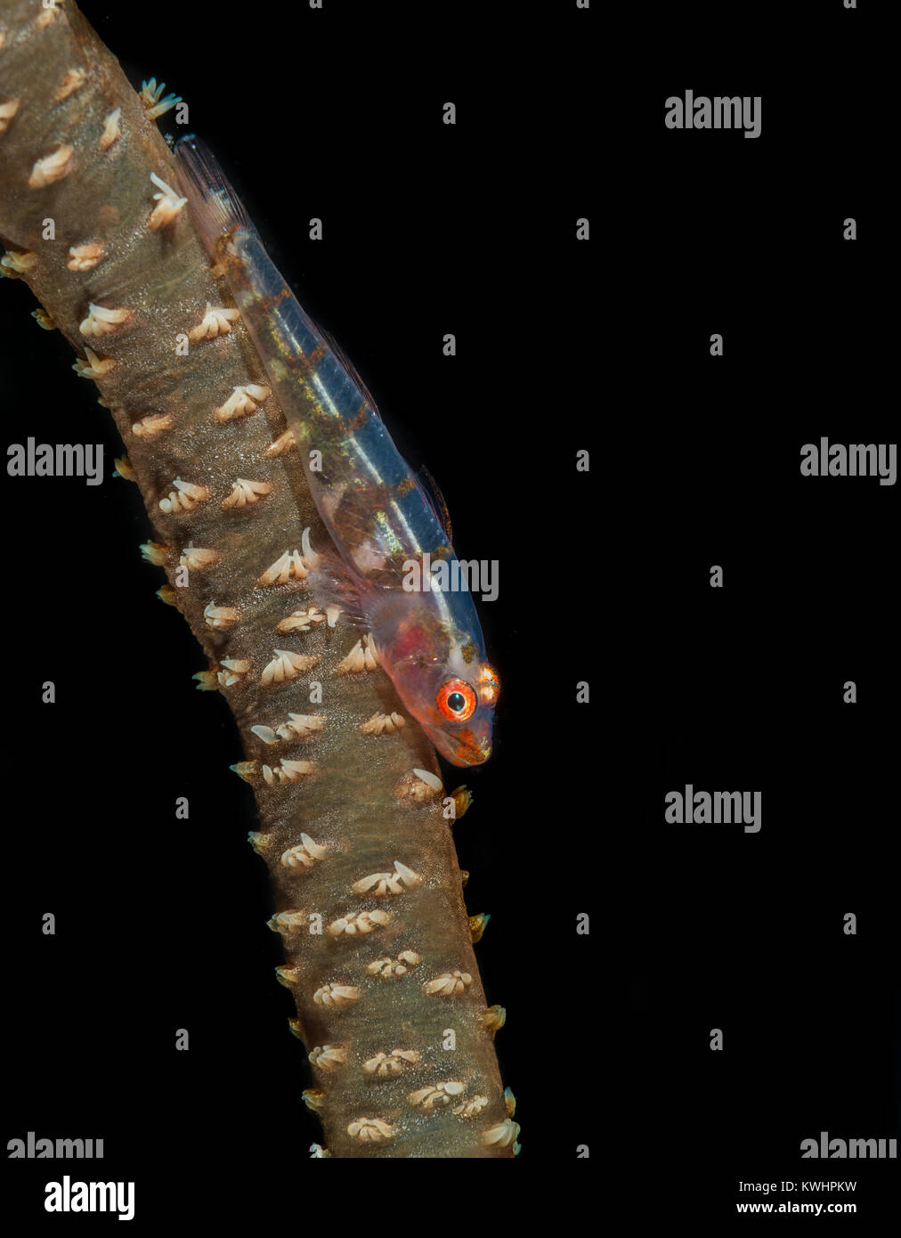 Whip coral goby on a whip coral branch Stock Photo - Alamy