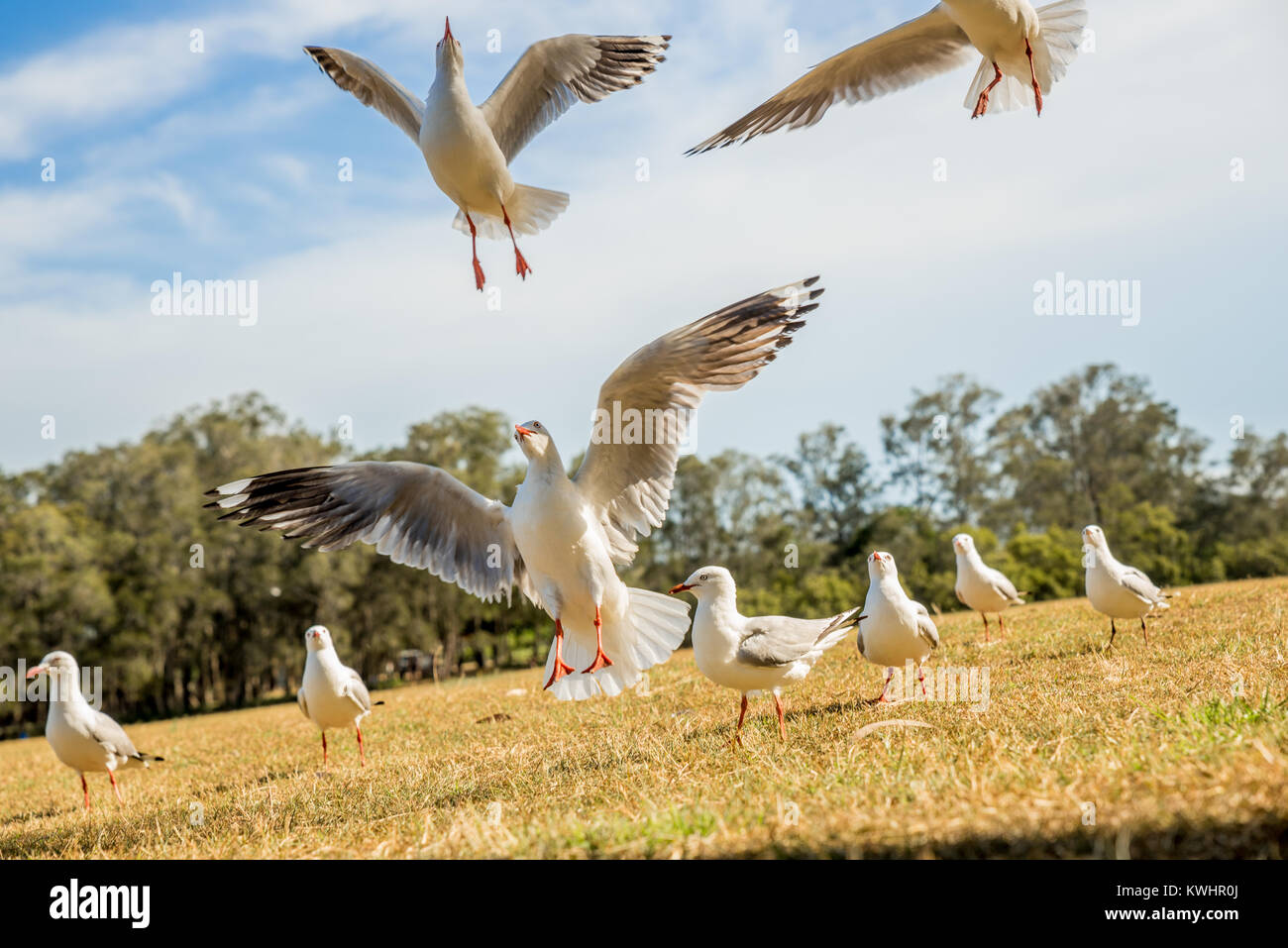 Springing off the ground hi-res stock photography and images - Alamy