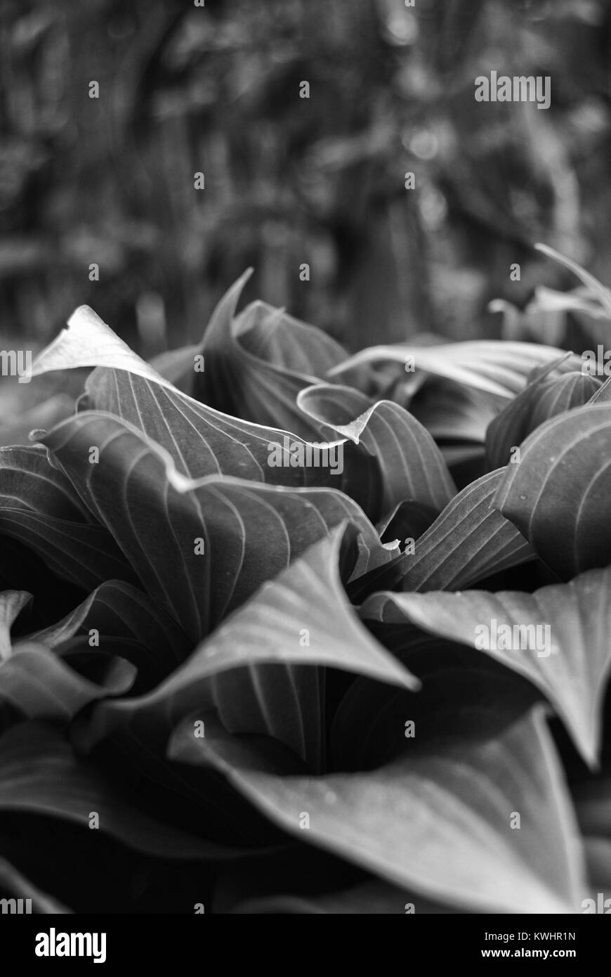 Monochrome photo of leaves Stock Photo - Alamy