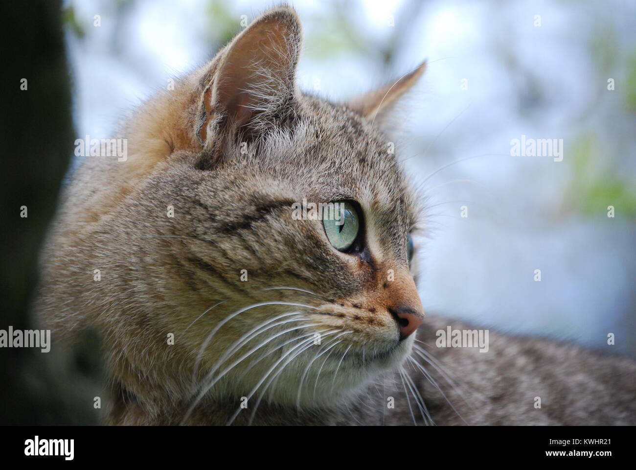 Cat and nature hi-res stock photography and images - Alamy