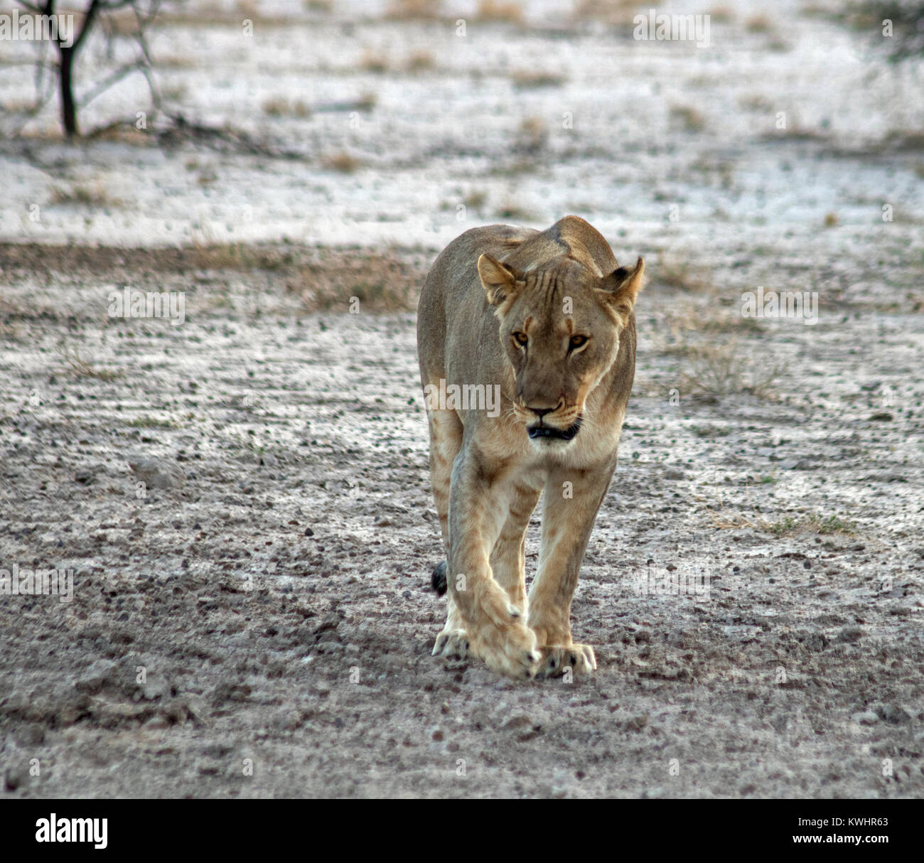 Lioness walking through desert terrain in Etosha National Park, Namibia ...