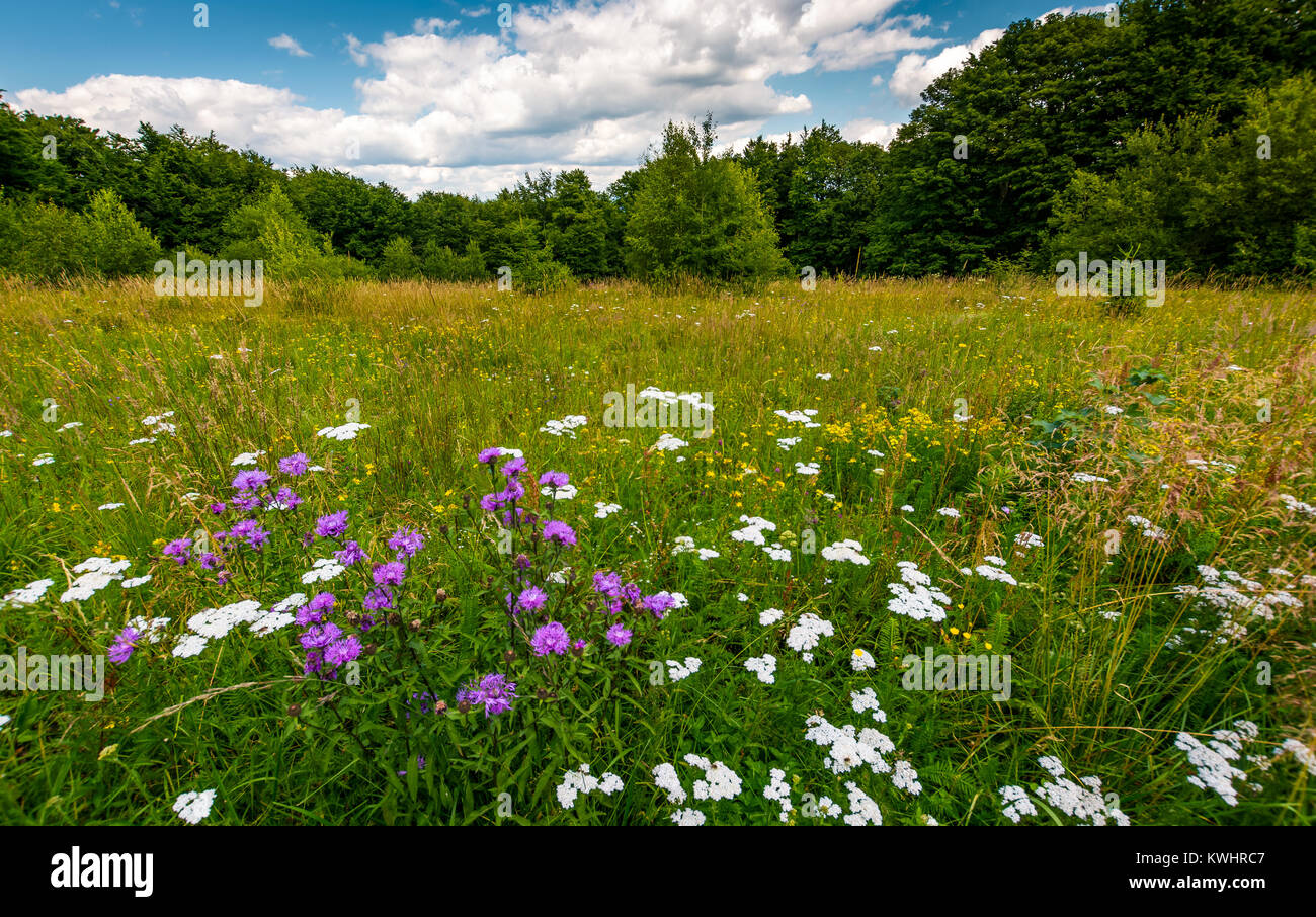Grassy scenery hi-res stock photography and images - Alamy