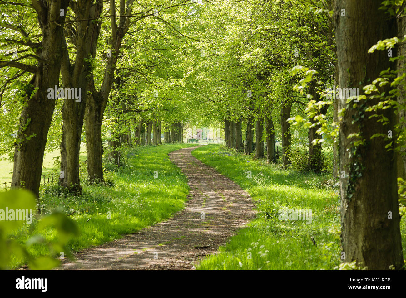 Foot path into the woods hi-res stock photography and images - Alamy