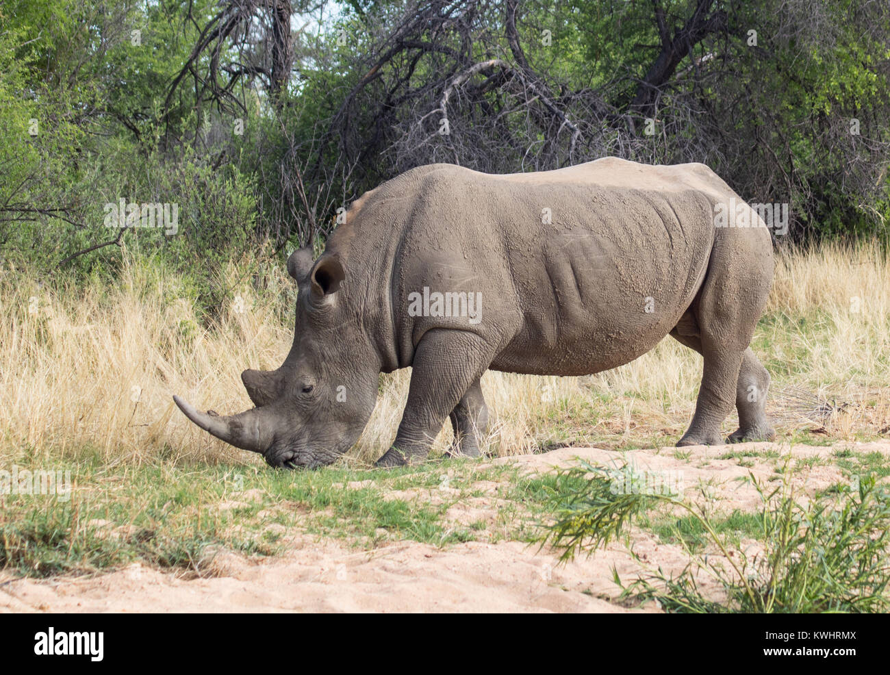 White rhino grazing on scrubland in Namibia. Great to see this ...