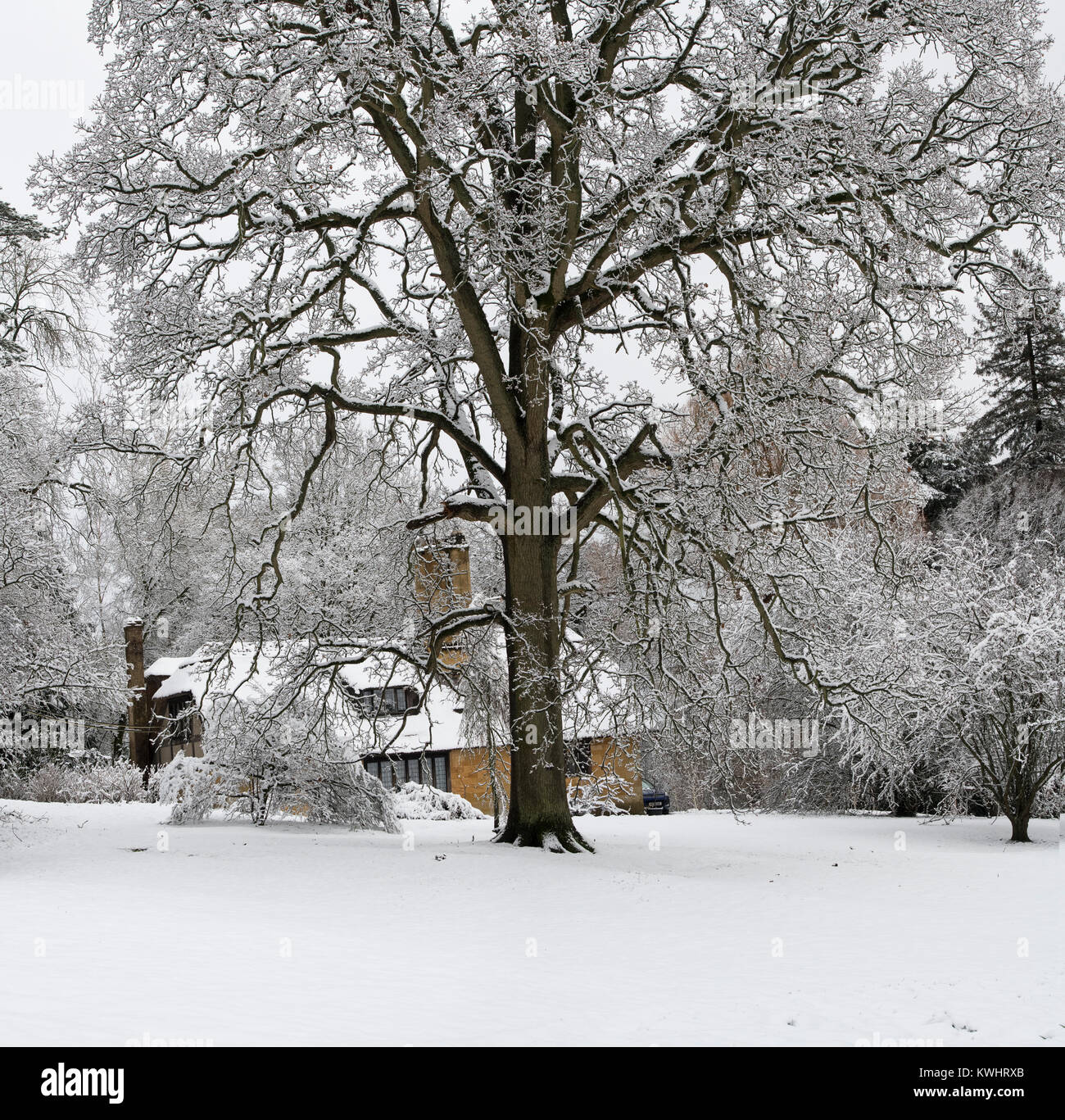 Thatched cottage and winter trees in the snow in December at Batsford ...