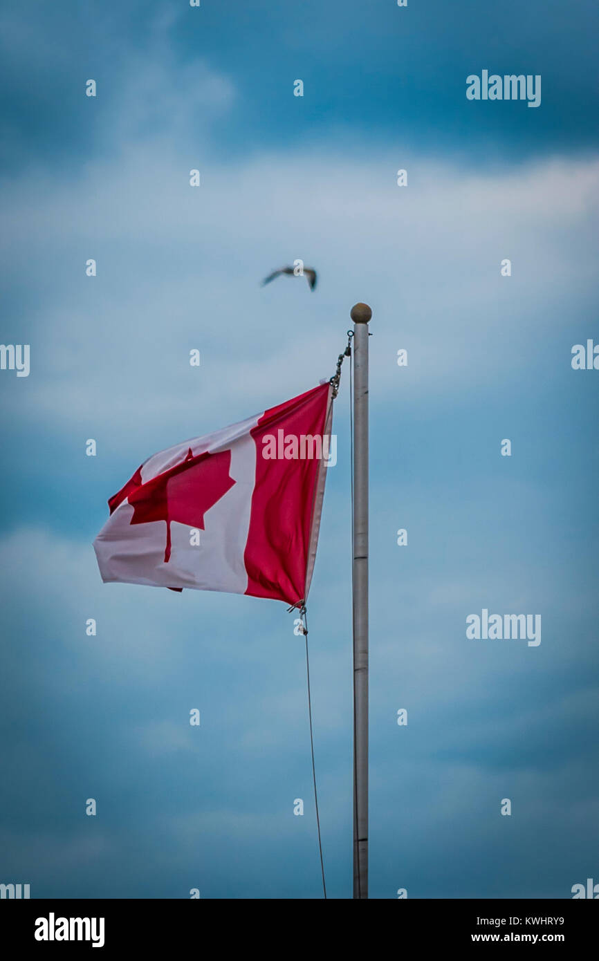 Bird flying over Canadian flag Stock Photo - Alamy