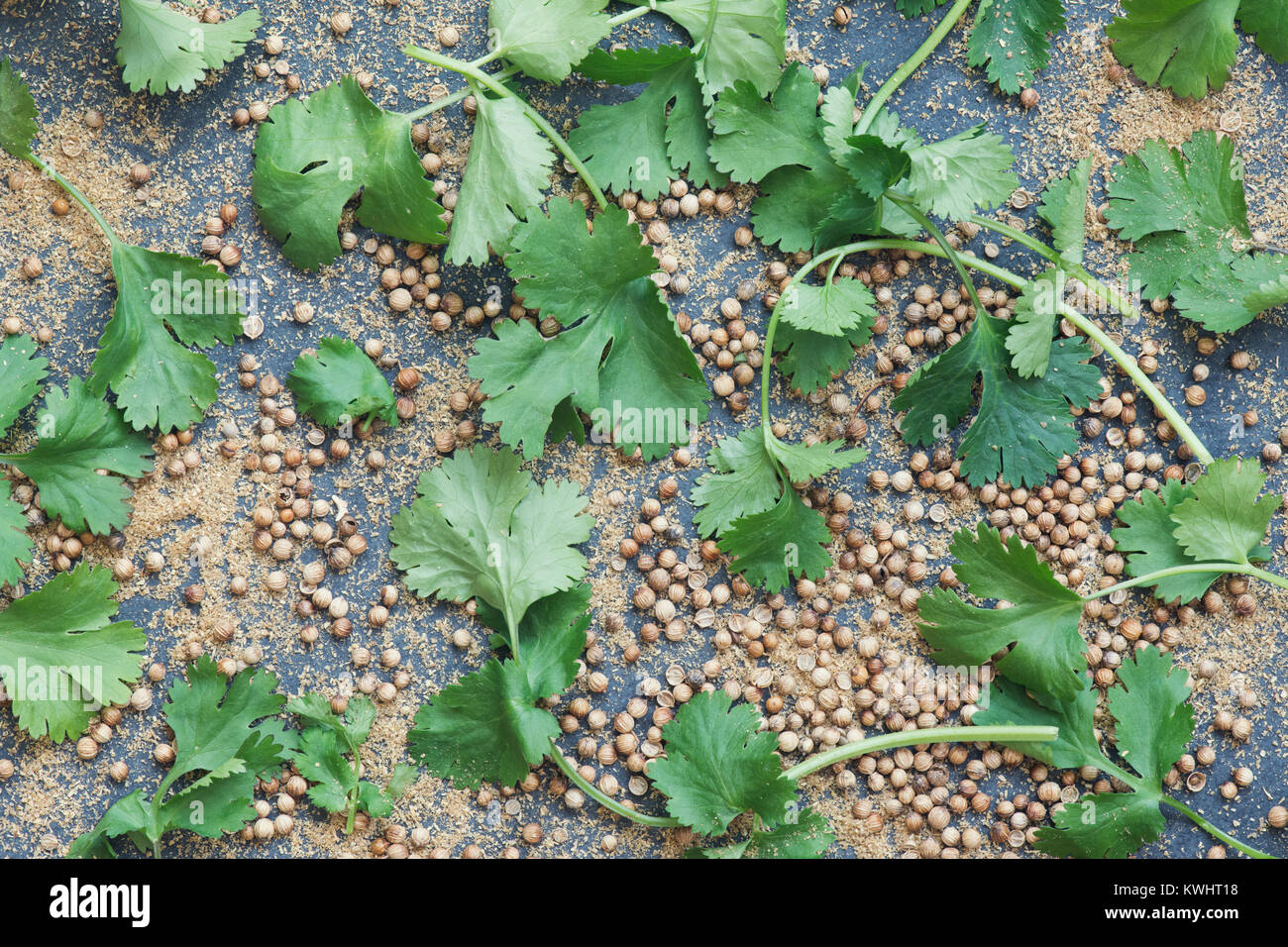 Coriandrum sativum plant seeds hi-res stock photography and images - Alamy