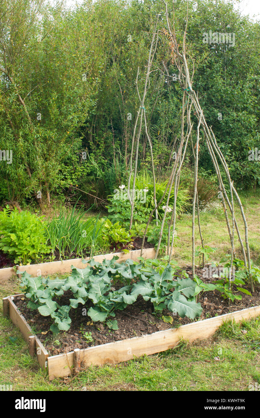 Parsnip vegetable plot hi-res stock photography and images - Alamy