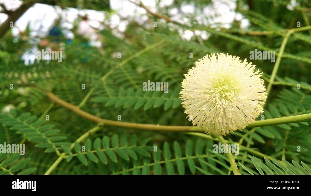 White ball lead tree hi-res stock photography and images - Alamy