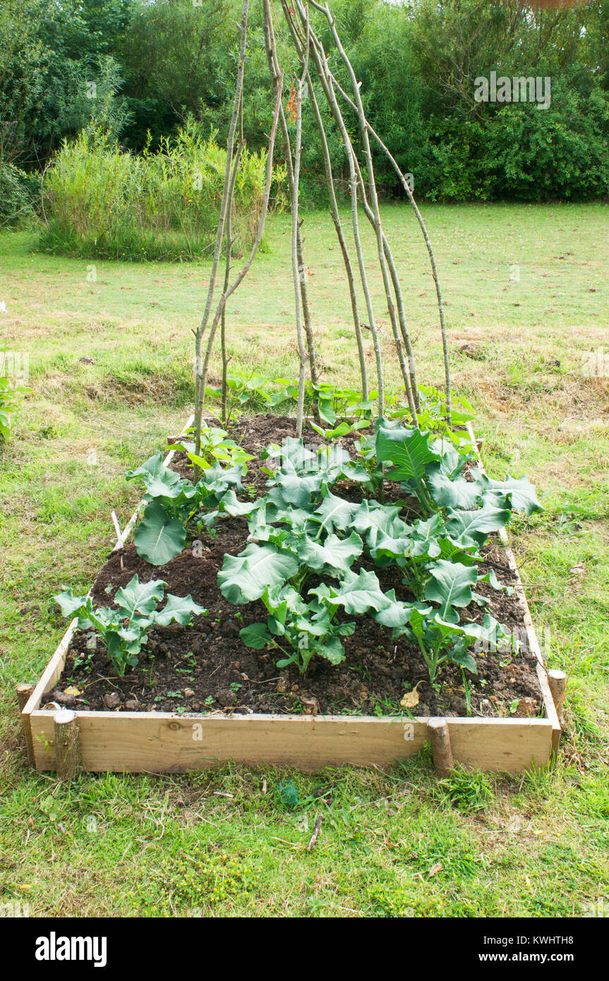Parsnip vegetable plot hi-res stock photography and images - Alamy