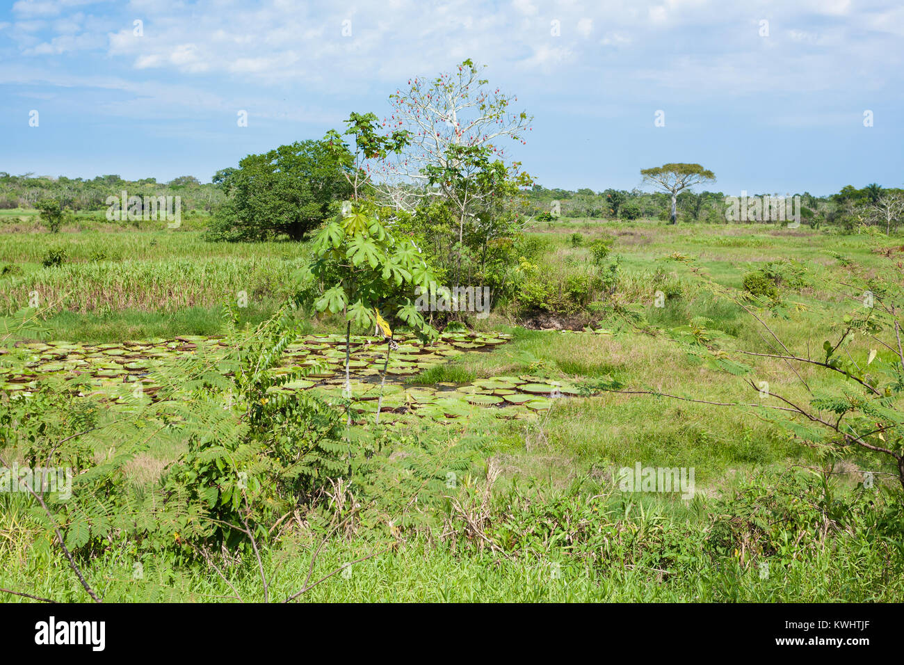 Panorama from Amazon rainforest, Brazilian wetland region. Navigable ...