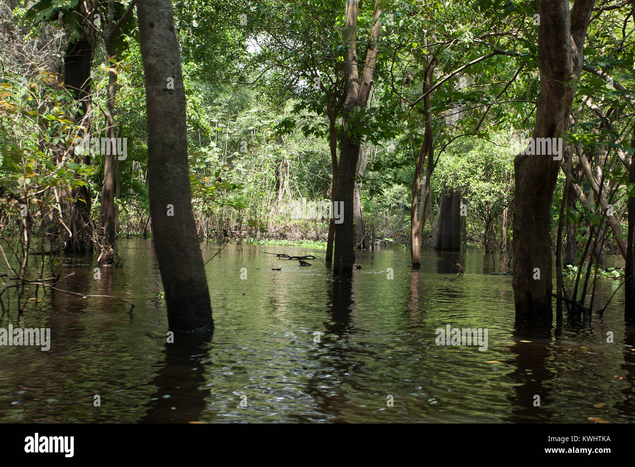 Panorama from Amazon rainforest, Brazilian wetland region. Navigable ...