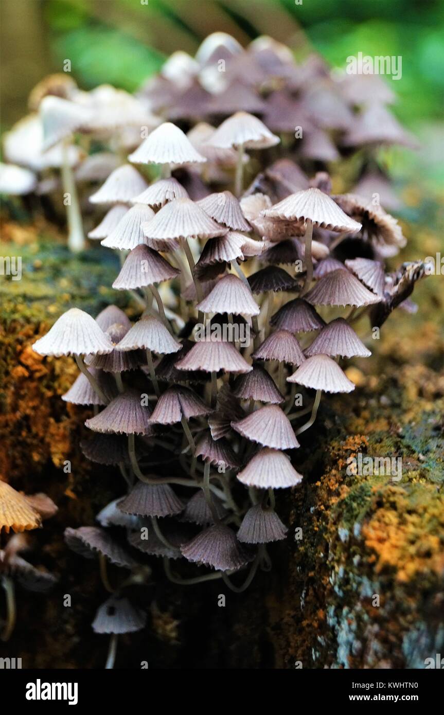 White capped colony hi-res stock photography and images - Alamy