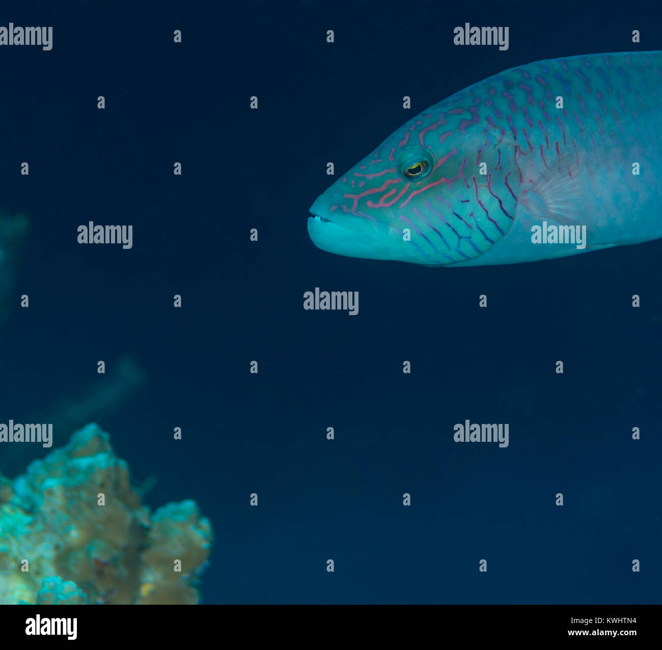 Blue lined wrasse hi-res stock photography and images - Alamy
