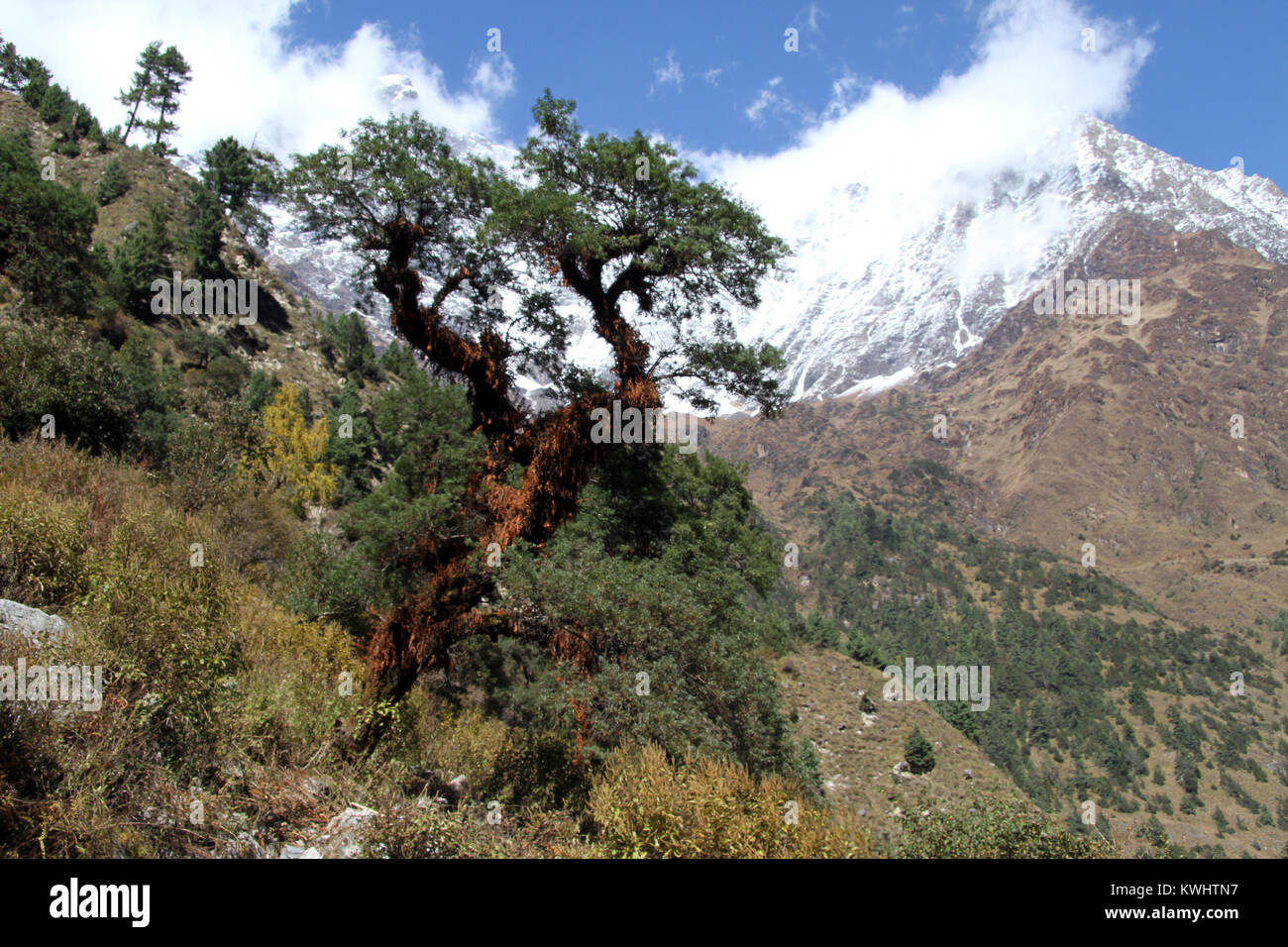 Tree and snow mountain in Nepal Stock Photo - Alamy