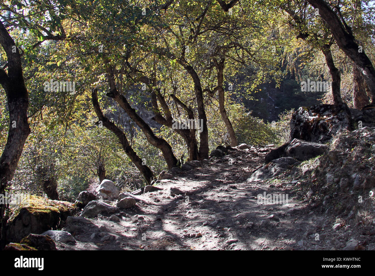 Wide footpath in the forest in Nepal Stock Photo - Alamy