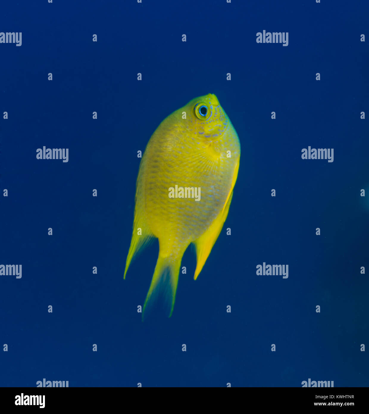 Golden damselfish on a reef in Camiguin, Philippines Stock Photo - Alamy