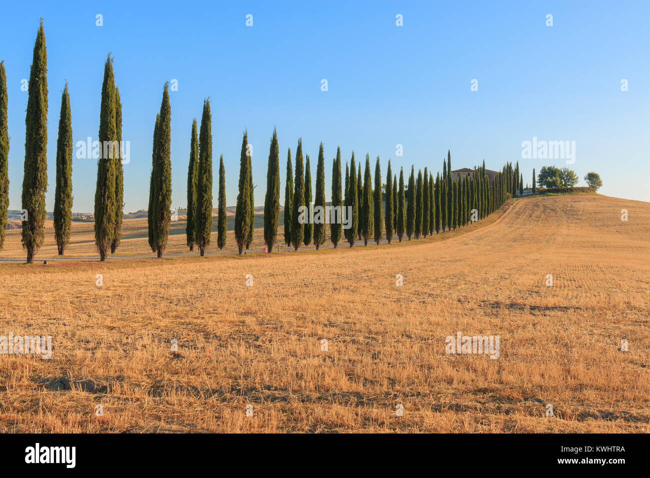 Row of Cypress Trees on Summer Tuscan Soil Stock Photo - Alamy