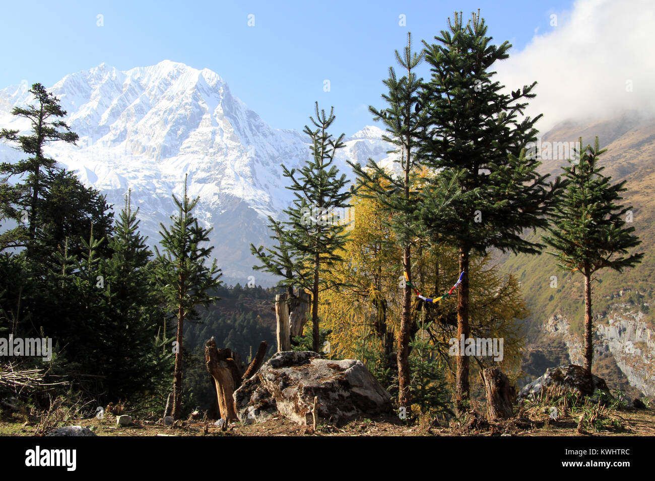 Yellow and green pine trees and snow peak of Manaslu in Nepal Stock ...